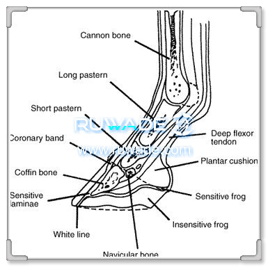 Pferd Struktur Abbildung